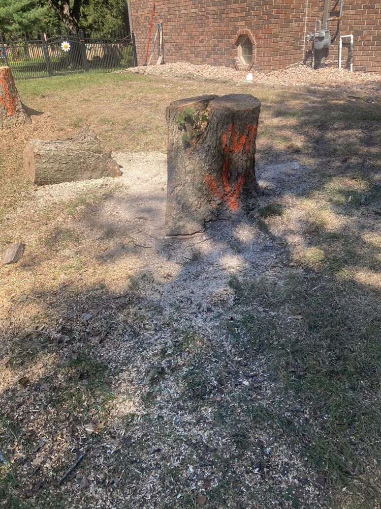 DSM TREE SERVICE AND LANDSCAPE - Updated July 2024 - Request a Quote ...