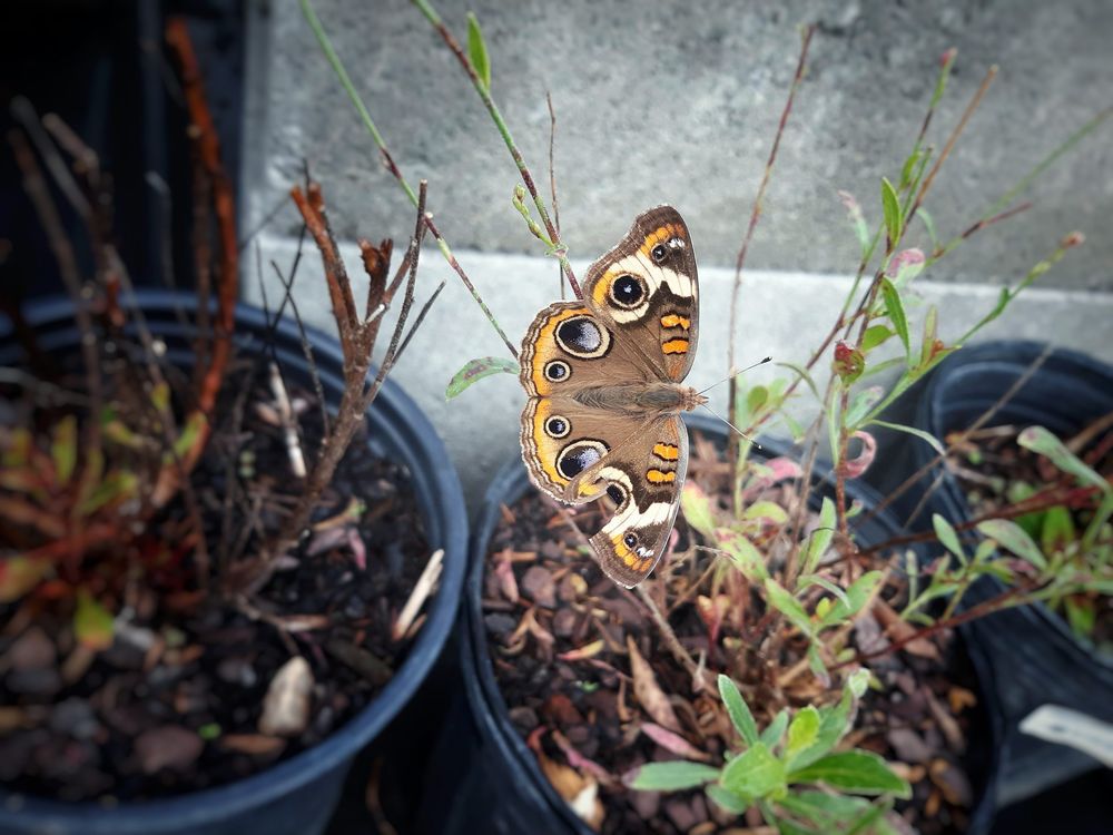 DEEP ROOTS NATIVES - Updated October 2025 - 3666 Guess Rd, Durham ...