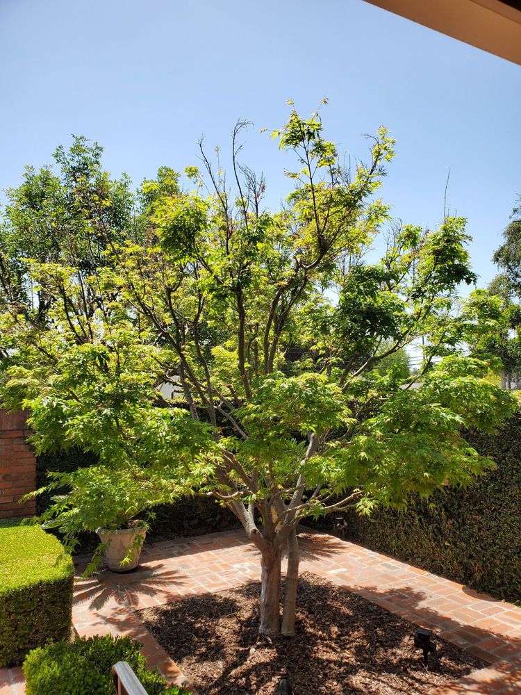 ALBERTS TREE SERVICE - Updated April 2025 - 136 Photos & 174 Reviews ...