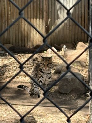 OC ZOO IRVINE REGIONAL PARK - Updated May 2025 - 88 Photos & 32 Reviews ...