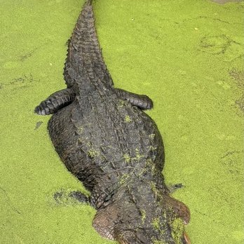 GULF COAST GATOR RANCH & TOURS - Updated December 2025 - 241 Photos ...