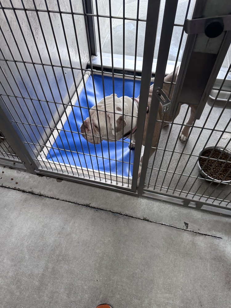 DOWNEY ANIMAL CARE CENTER - 266 Photos & 275 Reviews - 11258 Garfield ...