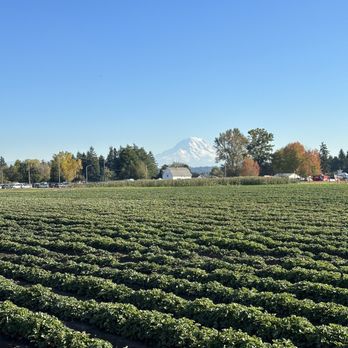 PICHA FARMS - Updated October 2025 - 68 Photos & 38 Reviews - 6502 52nd ...