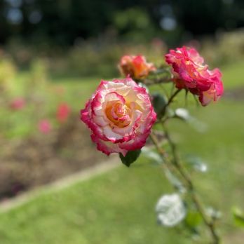 ROSE GARDEN - Updated January 2026 - 521 Photos & 54 Reviews - John F ...