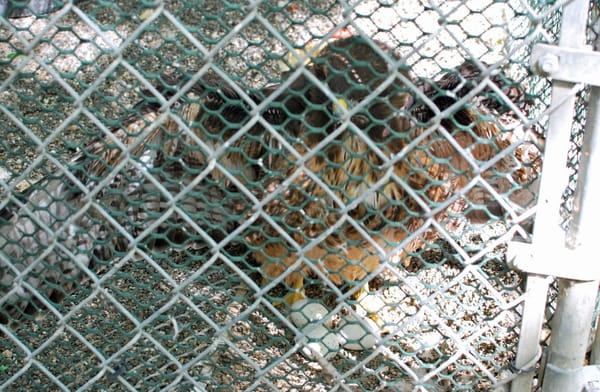 CALIFORNIA RAPTOR CENTER - Updated April 2025 - 44 Photos & 19 Reviews ...