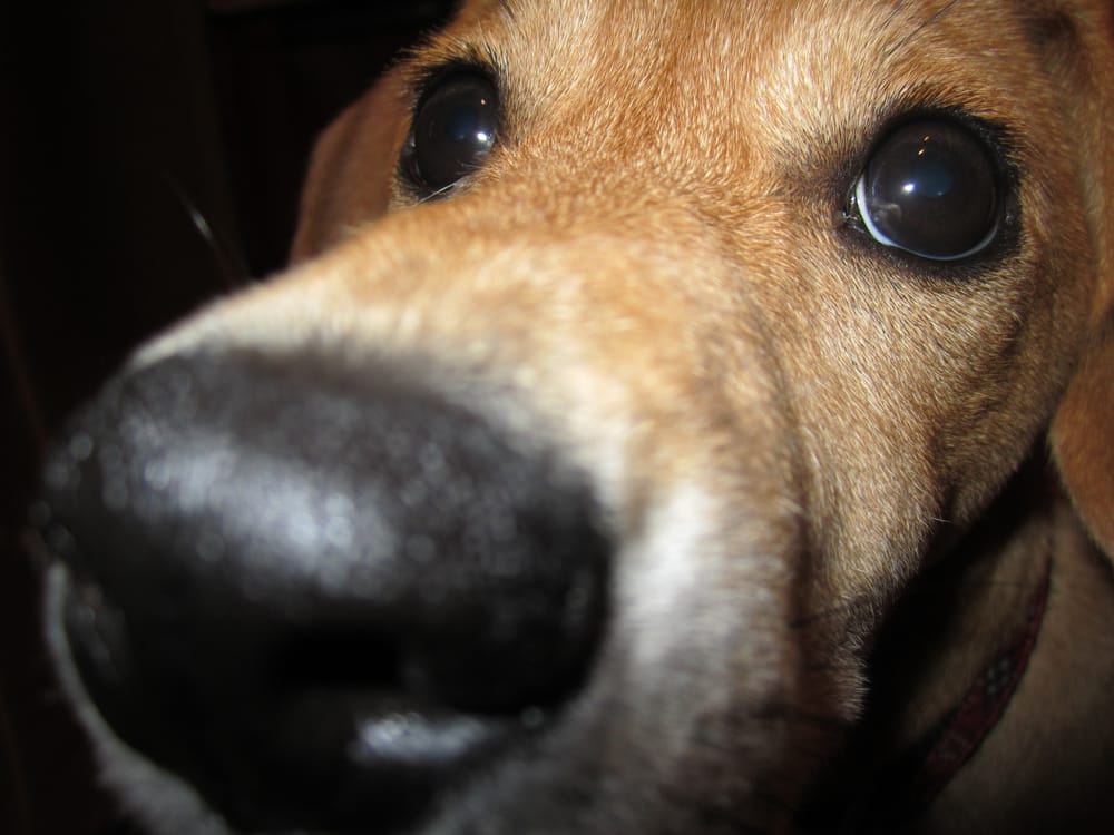 TONI SITS PETS - Updated December 2025 - 250 Crestview Rd, Columbus ...