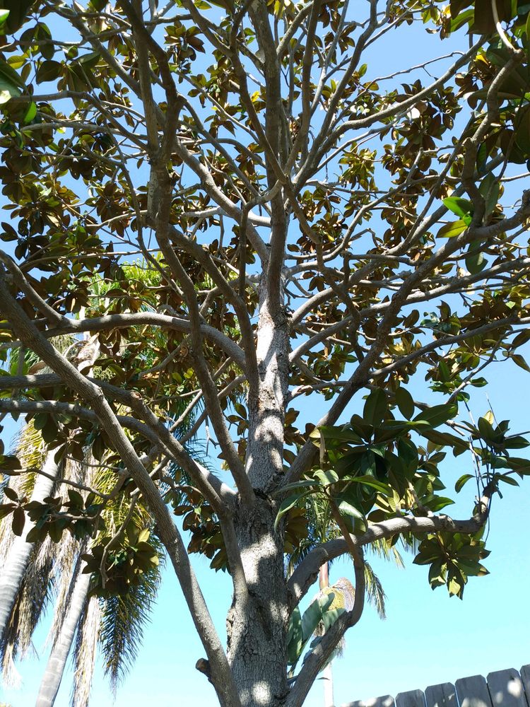 TAPIA TREE SERVICES - Updated October 2025 - 17 Photos - 22 Reviews ...