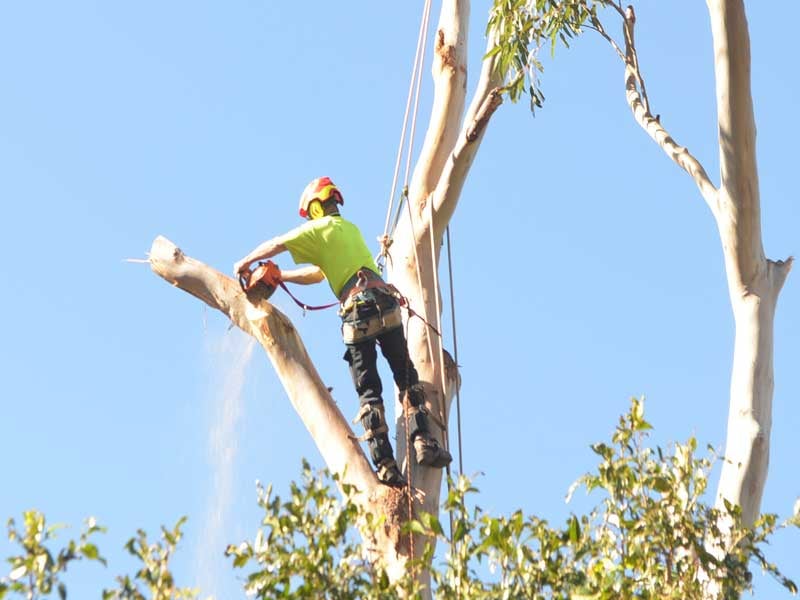 BOHMERS TREE CARE - Woonona New South Wales, Australia - Landscaping ...