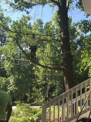 OUT ON A LIMB TREE SERVICE - Updated August 2025 - 43 Photos & 22 ...