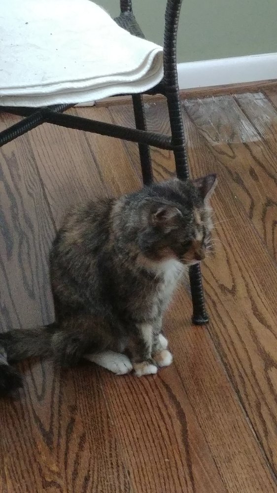 THE PET NANNY - Updated March 2024 - 100 Nunda Blvd, Rochester, New ...