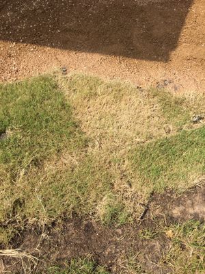 KING RANCH TURFGRASS - Updated January 2026 - 26 Photos & 66 Reviews ...