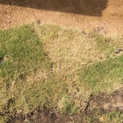 KING RANCH TURFGRASS - 26 Photos & 56 Reviews - Austin, Texas ...