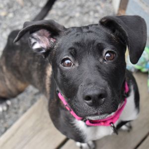 WHITMAN COUNTY HUMANE SOCIETY - Updated June 2026 - 10 Photos - 1340 SE ...