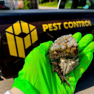 PALISADE PEST CONTROL - Updated October 2025 - 12 Photos - 4270 S ...