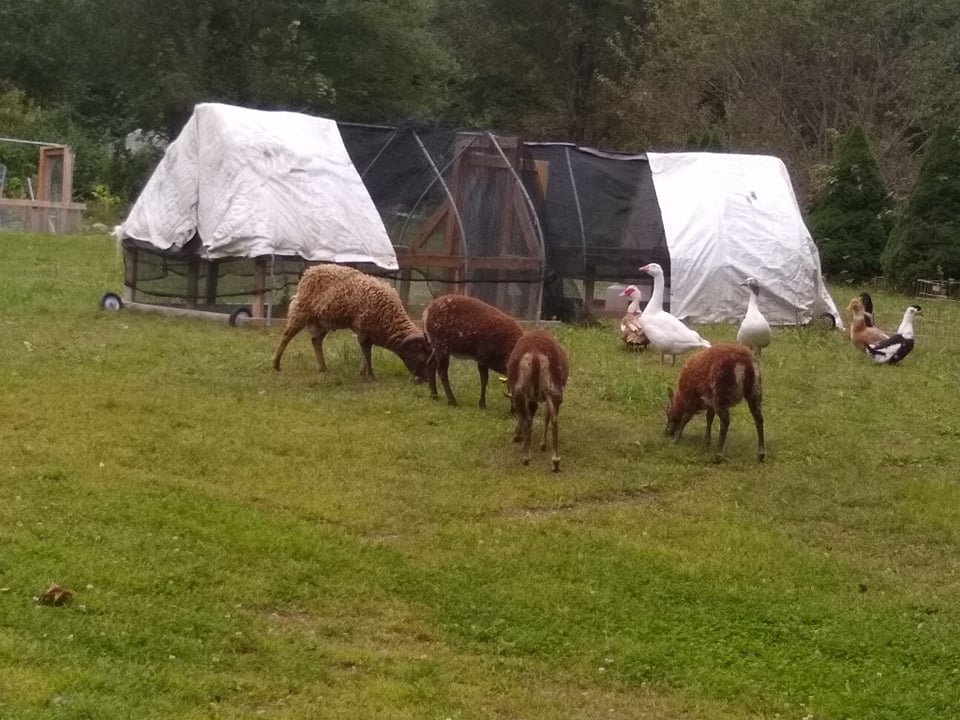 FOWL MANOR FARM - Updated November 2025 - 48 Highland St, Newton, New ...