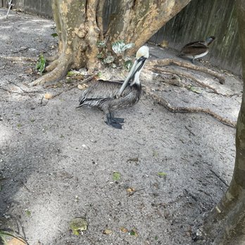 SEASIDE SEABIRD SANCTUARY - Updated July 2025 - 171 Photos & 74 Reviews ...