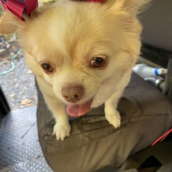 DIPPITY DO-DA DOGS - Updated January 2026 - 10 Photos & 23 Reviews ...