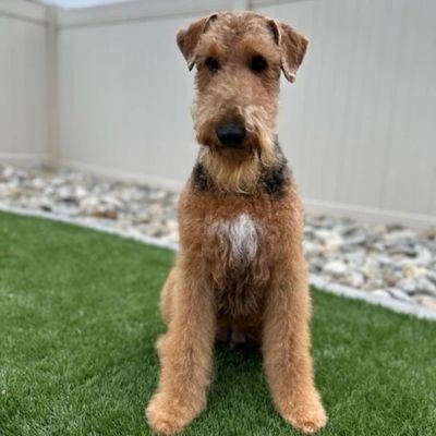 CLASSY PAWS PET STYLING - Updated May 2025 - 36 Photos - Winchester ...