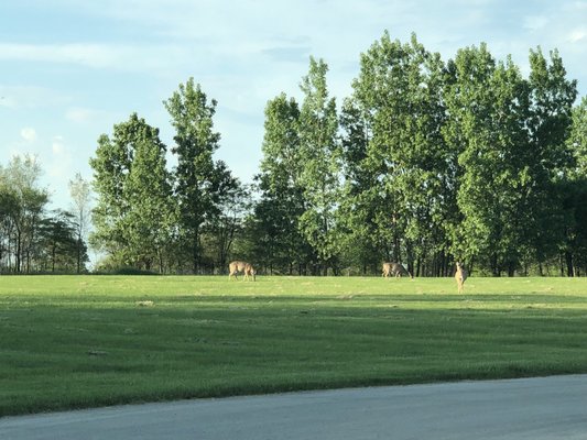 MARYHILL CEMETERY & MAUSOLEUM - Updated January 2026 - 18 Photos & 17 ...
