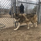 Wolf Mountain Sanctuary - 390 Photos & 142 Reviews - Animal Shelters ...