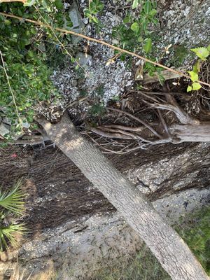 NATIVE AMERICAN SHELL RING - Updated December 2025 - 13 Photos - Fish ...