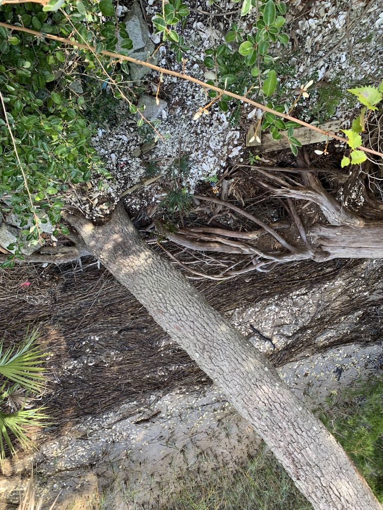 NATIVE AMERICAN SHELL RING - Updated December 2025 - 13 Photos - Fish ...