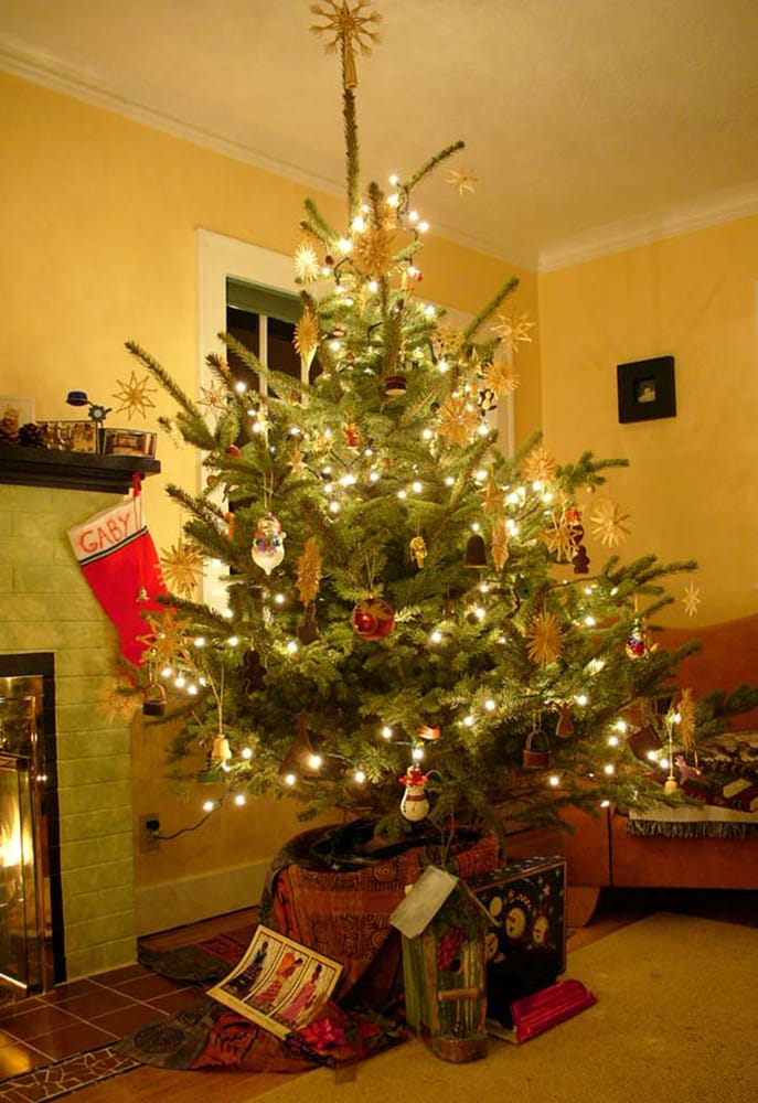 THE ORIGINAL POTTED CHRISTMAS TREE COMPANY - Updated May 2026 - 11 ...