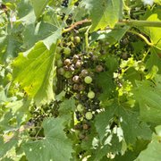 BALIC WINERY - 79 Photos & 34 Reviews - Wineries - 6623 Harding Hwy ...