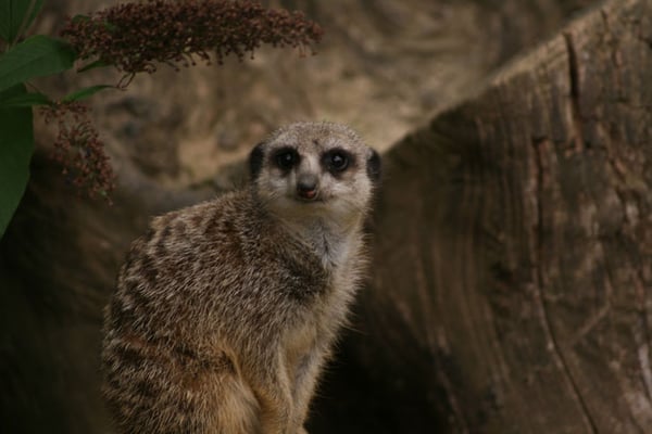 WINGHAM WILDLIFE PARK - Updated July 2025 - 27 Photos - Rusham Road ...