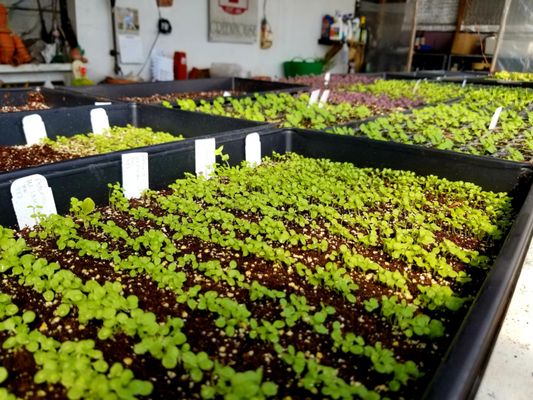 PECKHAM’S GREENHOUSE - 53 Photos & 20 Reviews - 200 W Main Rd, Little ...