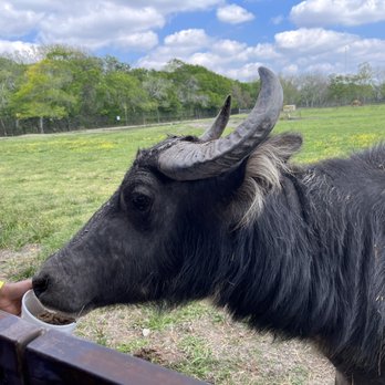 BAYOU WILDLIFE ZOO - Updated October 2024 - 348 Photos & 141 Reviews ...