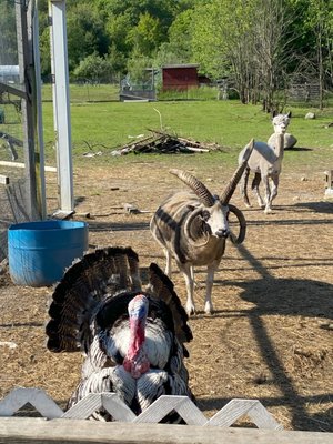 XEN’S CRITTERS - Updated December 2025 - 19 Photos - 1023 Danielson ...