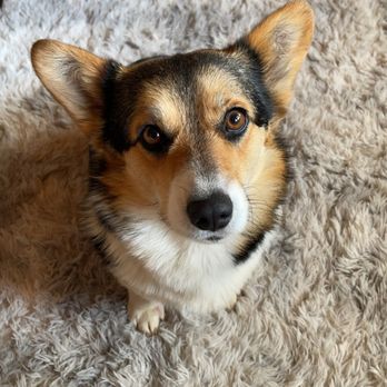 PAWS R US - Updated August 2024 - 83 Photos & 48 Reviews - 7955 N Cedar ...