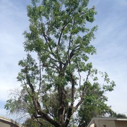 ALL ACCESS TREE CARE - 148 Photos & 190 Reviews - Tree Services - 289 ...
