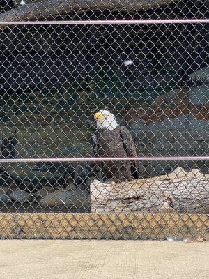 PHILLIPS PARK ZOO - Updated May 2025 - 233 Photos & 103 Reviews - 1000 ...