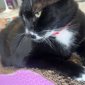 PHX CAT CAFE - Updated December 2024 - 489 Photos & 144 Reviews - 147 E ...