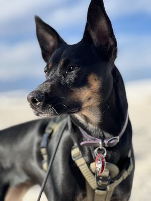 ARIZONA SMALL DOG RESCUE - Updated December 2025 - 174 Photos & 234 ...