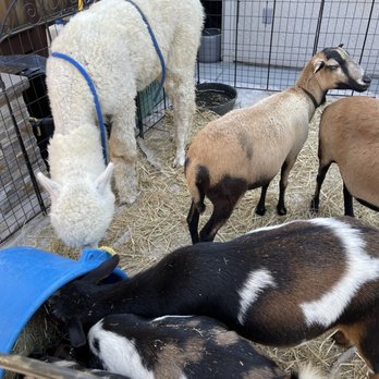 THE DINGLE FAMILY FARM AND STABLES - Updated April 2025 - 554 Photos ...