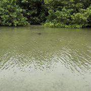 APOLLO BEACH NATURE PRESERVE - 209 Photos & 35 Reviews - Beaches - 6760 ...