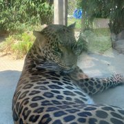 TIGER WORLD - 370 Photos & 98 Reviews - 4400 Cook Rd, Rockwell, NC - Yelp