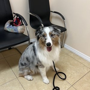 WAGS ANIMAL HOSPITAL - Updated July 2024 - 38 Photos & 65 Reviews - 691 ...