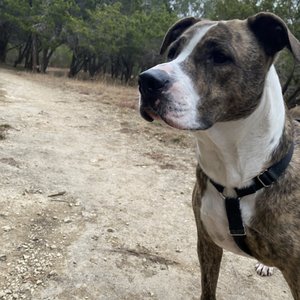 AUSTIN PET RANCH - Updated May 2025 - 12 Photos & 62 Reviews - 14425 Fm ...