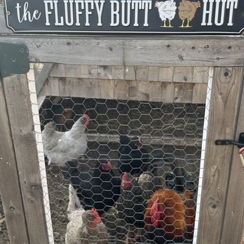 THE FAT ROOSTER - Updated December 2025 - 10 Photos & 11 Reviews - 359 ...