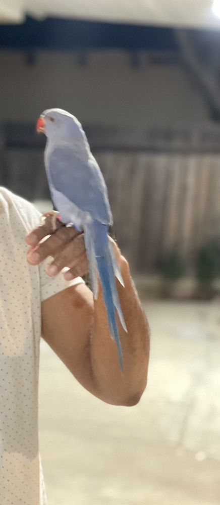 TANIM’S EXOTIC BIRDS COLLECTION - Updated August 2024 - West Hills ...