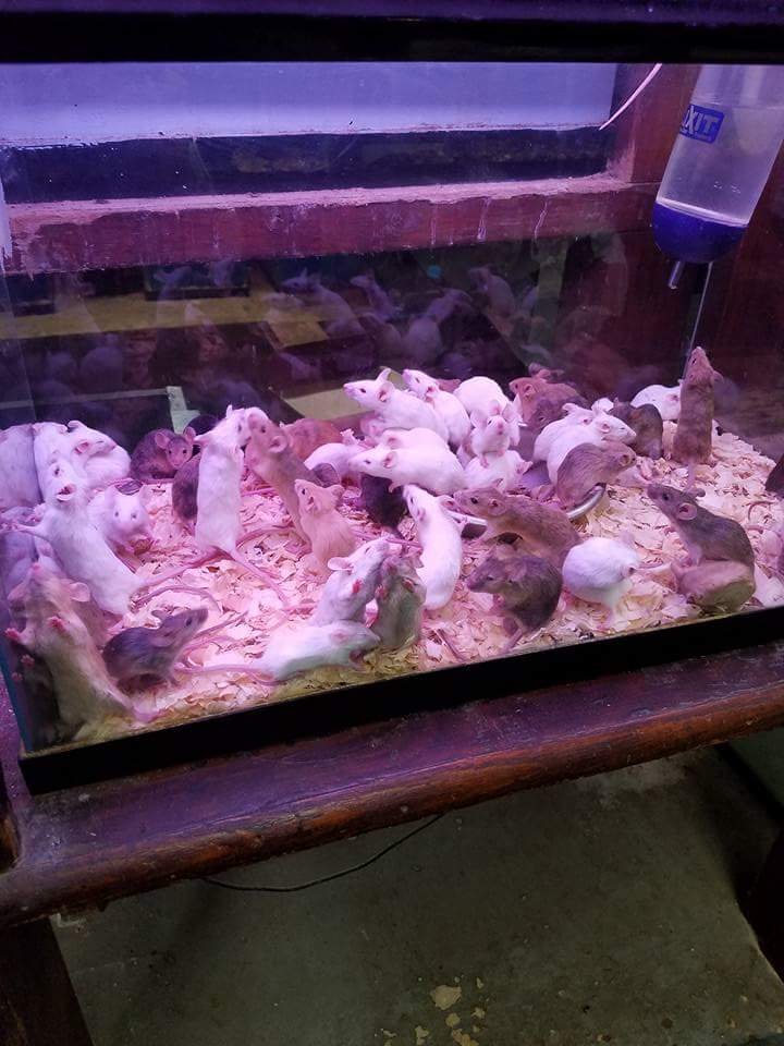 MORRISON’S PETS - Updated June 2024 - 2004 Locust St S, Canal Fulton ...