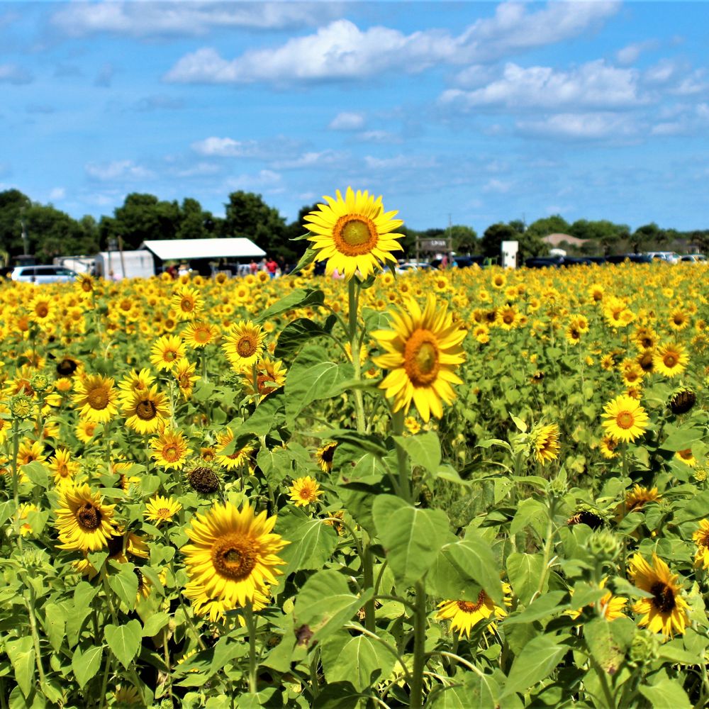 Sunflower Farms In Fl | Best Flower Site
