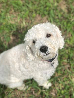 CANINE CONNECTION - Updated September 2025 - 227 Photos & 92 Reviews ...