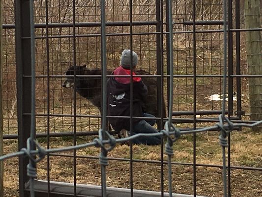 THE WOLF SANCTUARY OF PA - 249 Photos & 75 Reviews - Tours - 465 ...