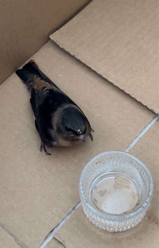 SUNSHINE HAVEN WILDLIFE REHABILITATION - Updated January 2026 - 18 ...