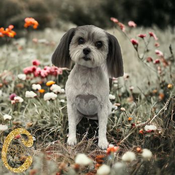 PAWGO - Updated February 2025 - 122 Photos & 219 Reviews - 46 W Hatcher ...